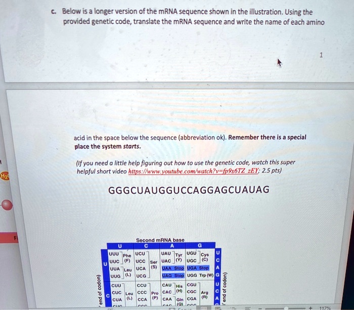 SOLVED: Below is a longer version of the mRNA sequence shown in the ...