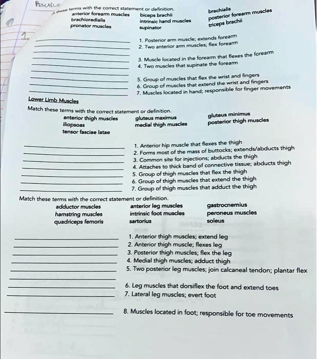 SOLVED: Pracsfee brachialis anterior forearm muscles biceps brachii ...