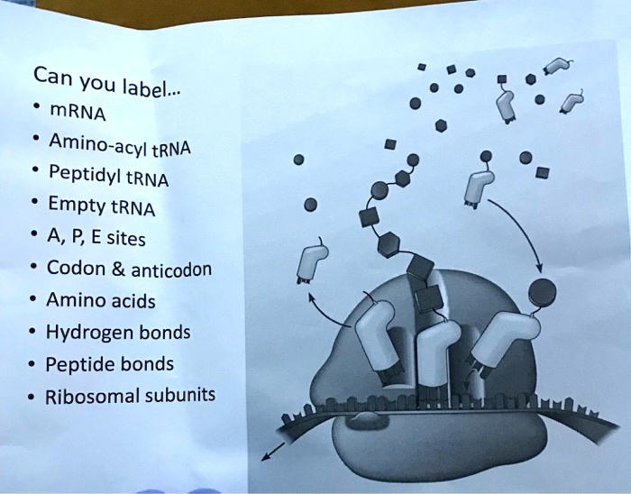 SOLVED: Can you label mRNA Amino-acyl - tRNA Peptidyl tRNA Empty tRNA A ...