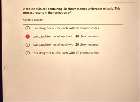 a mouse skin cell containing 40 chromosomes undergoes mitosis this ...