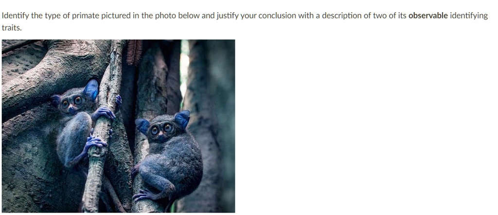 SOLVED: Identify the type of primate pictured in the photo below and ...