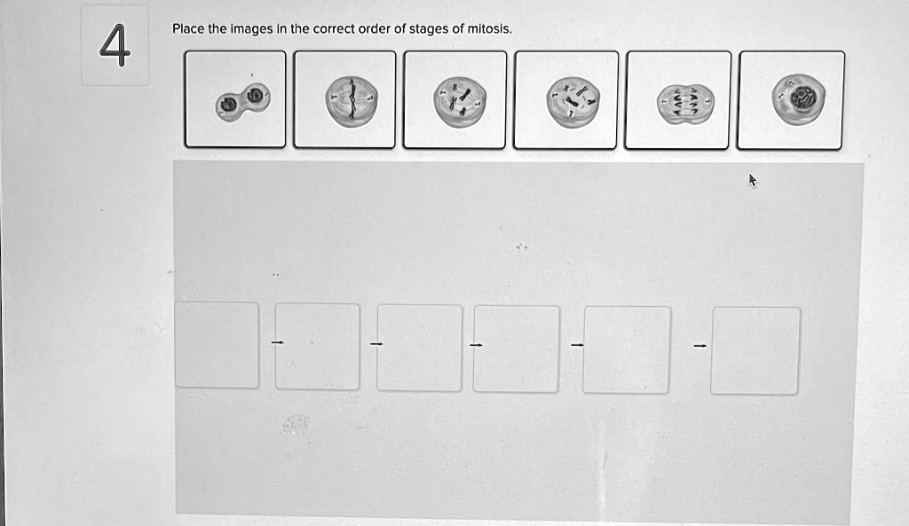 4 Place the images in the correct order of stages of...