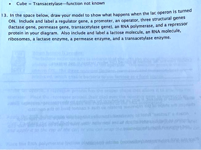 SOLVED:Cube Transacetylase-_function not known when the lac operon Is ...