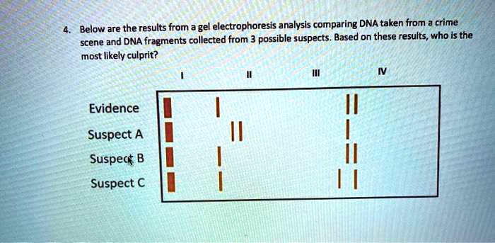 4. Below are the results from a gel electrophoresis analysis comparing DNA taken from a crime ...