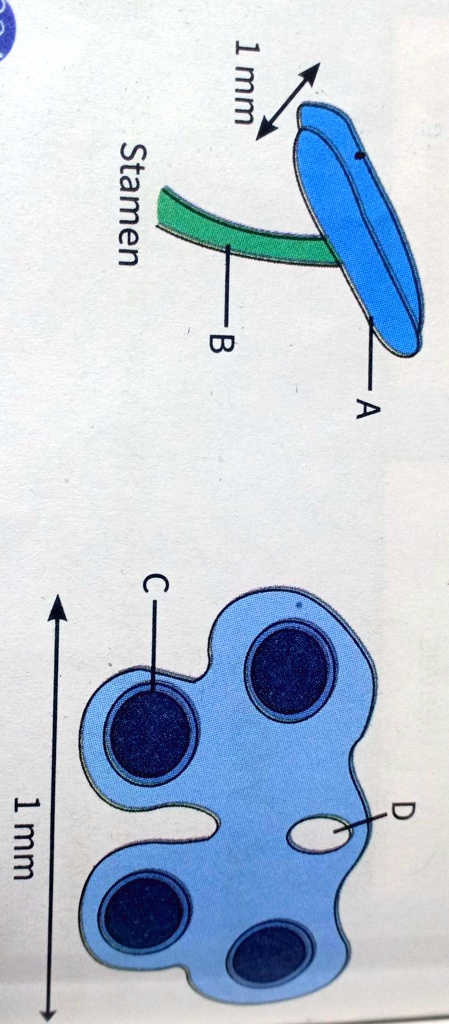 1 mm Stamen B A C 1 mm D