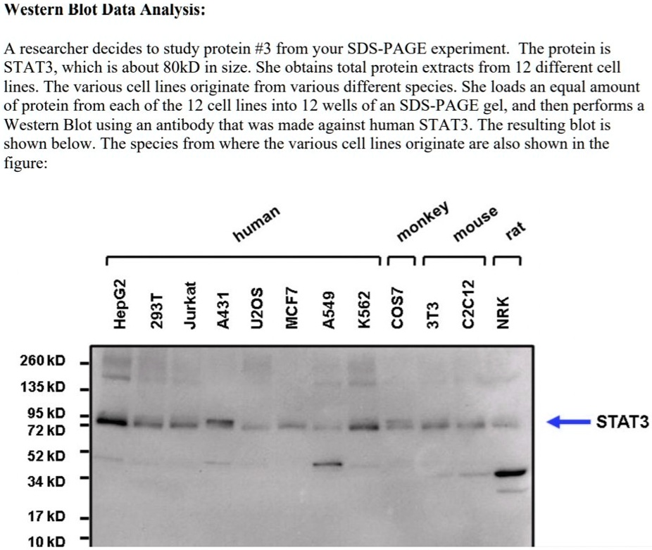western blot data analysis a researcher decides to study protein 3 from ...