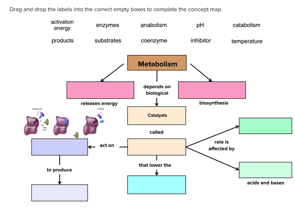 SOLVED: Hi, I cannot seem to figure out this concept map. Drag and drop ...