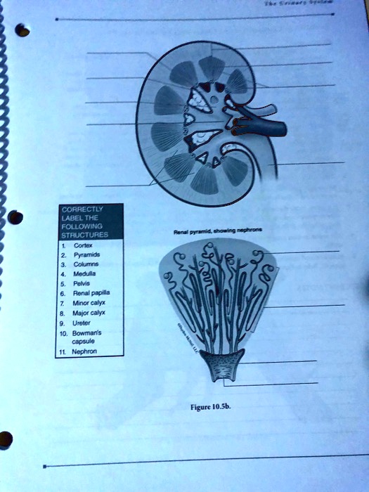 Solved Cortex Pyramids Columns Medulla Pelvis Renal Papilla Minor Calyx Major Calyx Ureter 10