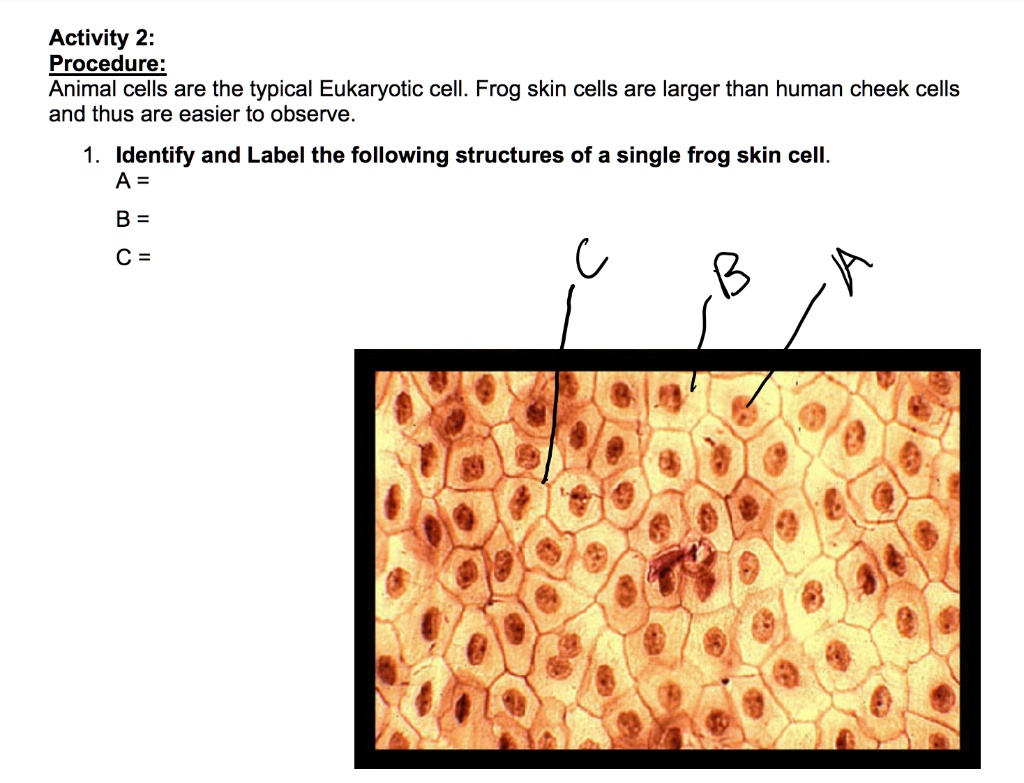 SOLVED: Activity 2: Procedure: Animal cells are the typical Eukaryotic ...
