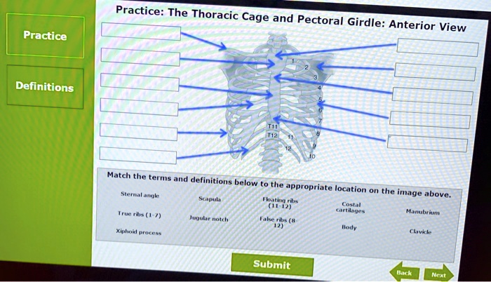 Practice: The Thoracic Cage and Pectoral Girdle: Anterior View T11 T12 ...