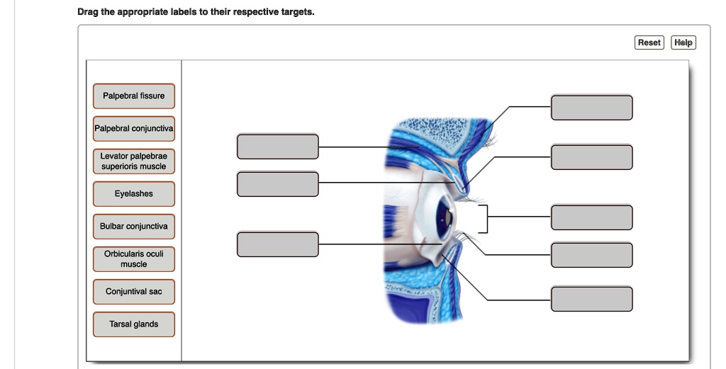 drag the appropriate labels to their respective targets reset help ...