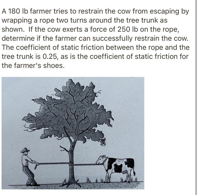 a 180 lb farmer tries to restrain the cow from escaping by wrapping a ...