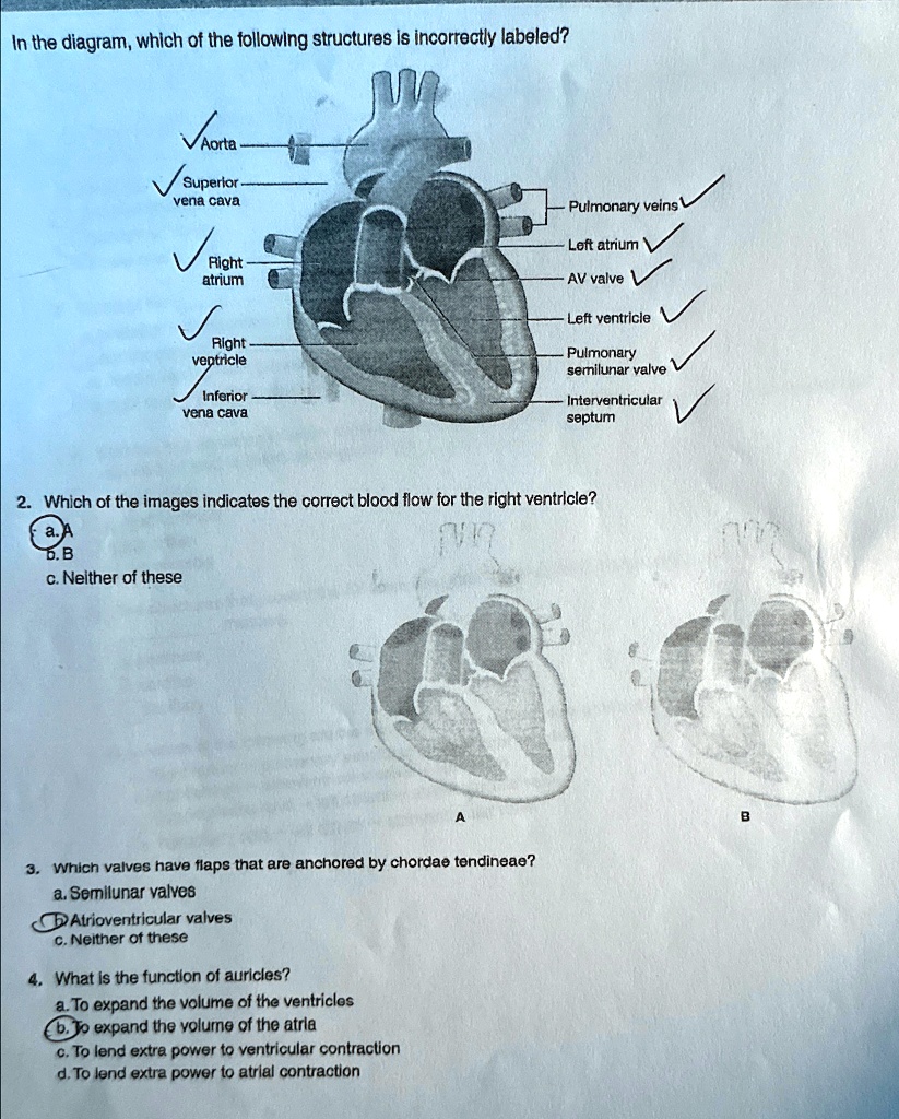 SOLVED: In the diagram, which of the following structures is ...