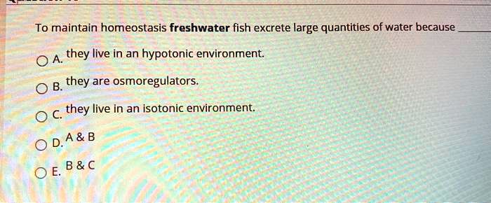 SOLVED: To maintain homeostasis freshwater fish excrete large ...