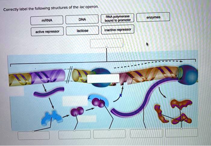 SOLVED: Correctly label the following structures of the lac operon: RNA ...