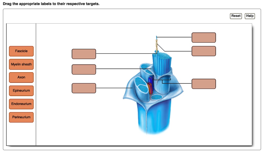 Fascicle Axon Myelin Sheath
