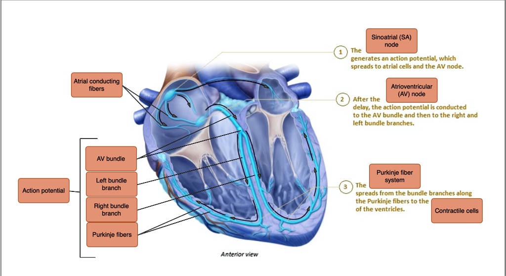 action potential atrial conducting fibers av bundle left bundle branch ...