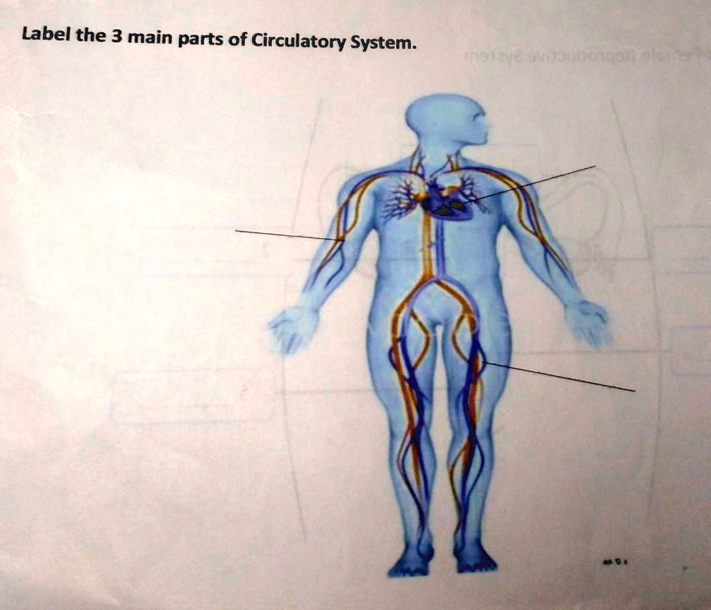 SOLVED: Label the three main parts of the Circulatory System. PASAGOT ... SOLVED: Label the three main parts of the Circulatory System. PASAGOT ...
