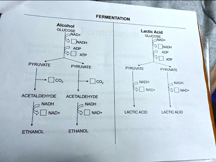 SOLVED: FERMENTATION Alcohol: GLUCOSE + NAD+ + ADP + ATP Lactic Acid: GLUCOSE + NAD+ + ADP + ATP ...