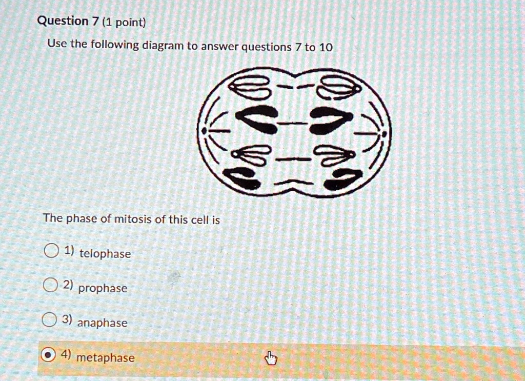 use the same diagram to answer these questions 1 the phase of mitosis ...