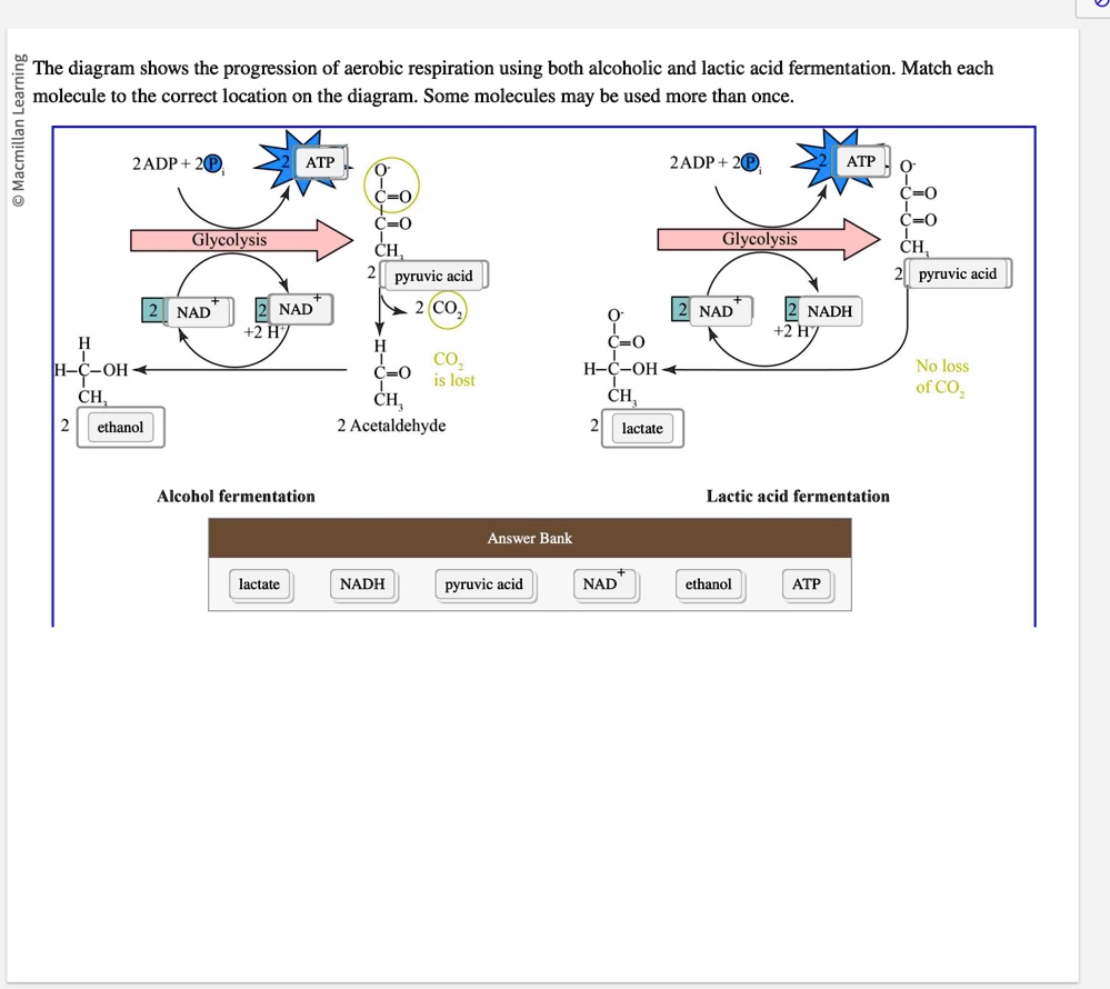 Solved Molecule To The Correct Location On The Diagram Some Molecules May Be Used More Than