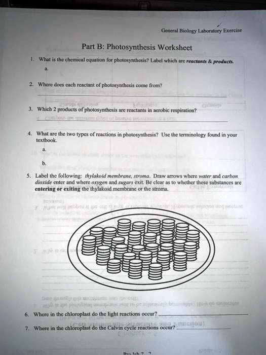 Light Reactions Of Photosynthesis Worksheet