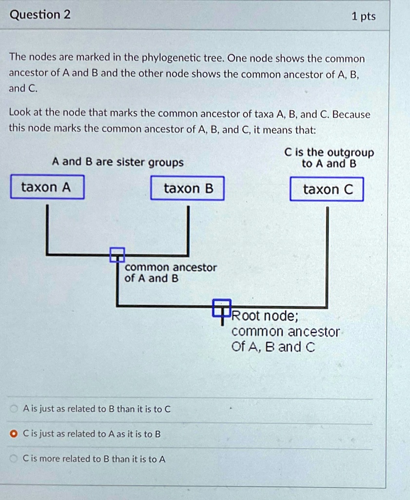 Question 2 1 pts The nodes are marked in the phylogenetic tree. One node shows the common ...