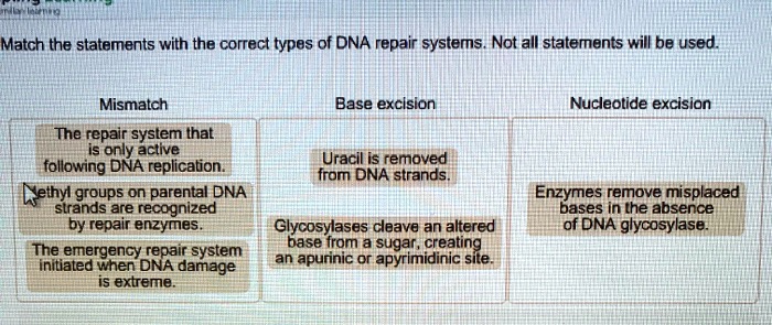 Match the statements with the correct types of DNA repair systems. Not ...