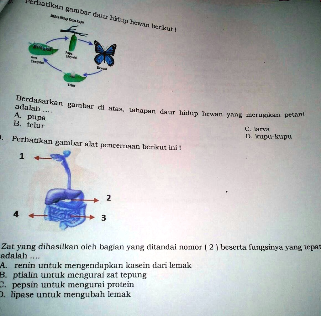 SOLVED: tolong dibantu yaTerima kasih! Ferhatikan gambar Siklus daur ...