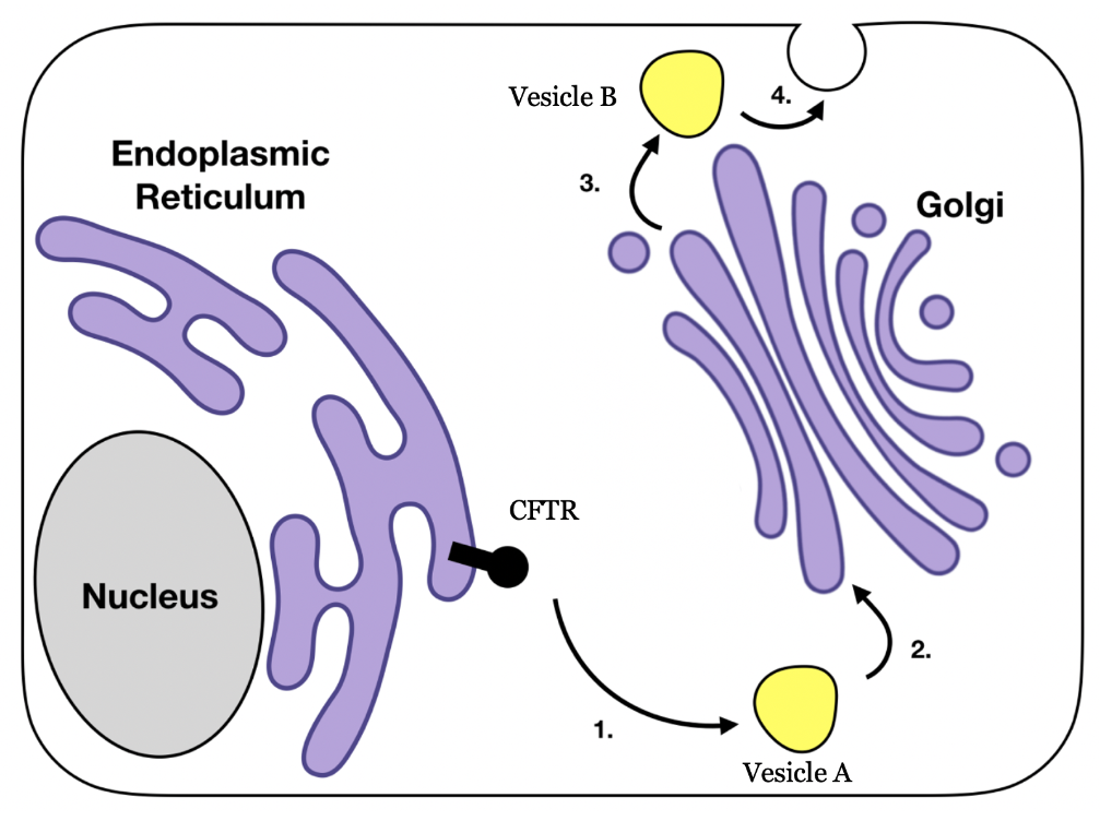 [GET ANSWER] the diagram below shows the process of protein trafficking ...