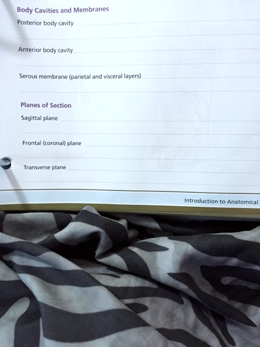 Body Cavities and Membranes Posterior body cavity Anterior body cavity ...