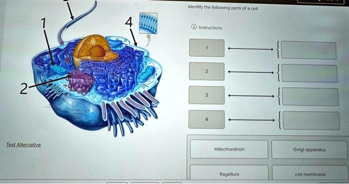 [GET ANSWER] 2- Text Alternative 1 4 Identify the following parts of a cell. Instructions 1 2 3 ...