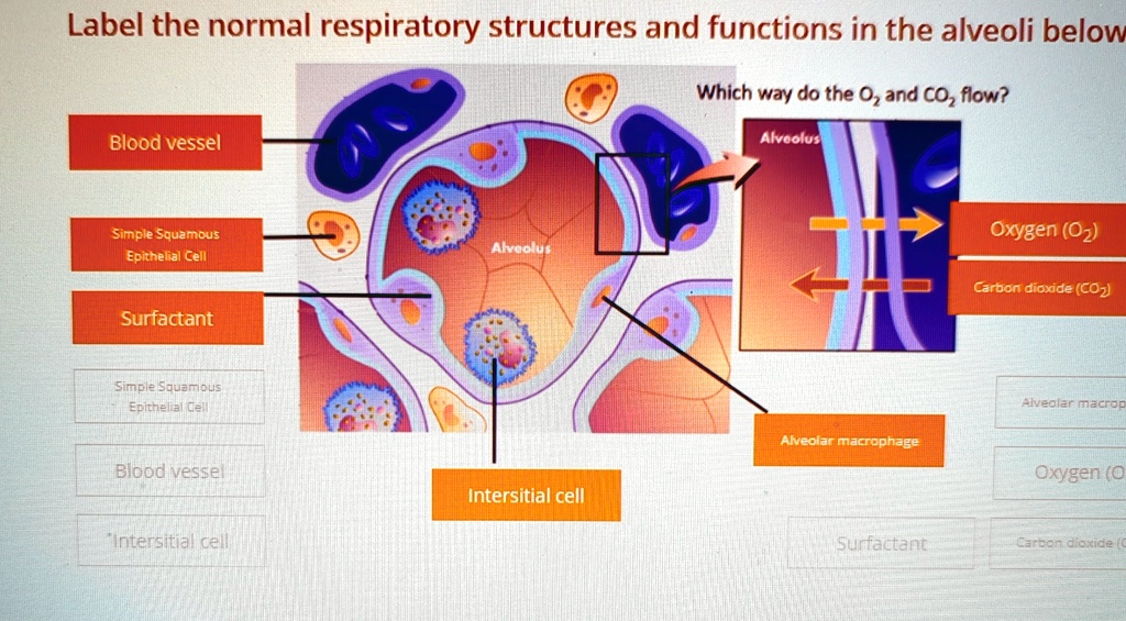 Label the normal respiratory structures and functions in the alveoli ...