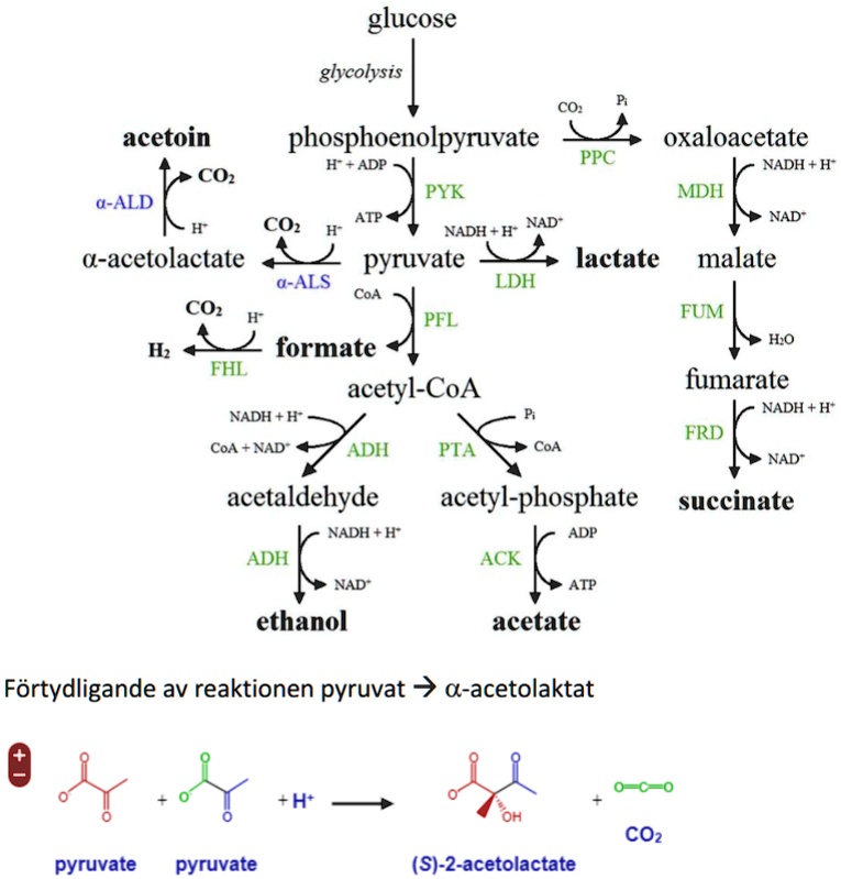 SOLVED: Fermentation: In the figure below, different fermentation ...