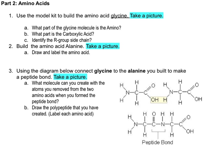 Part 2: Amino Acids 1. Use the model kit to build the amino acid ...