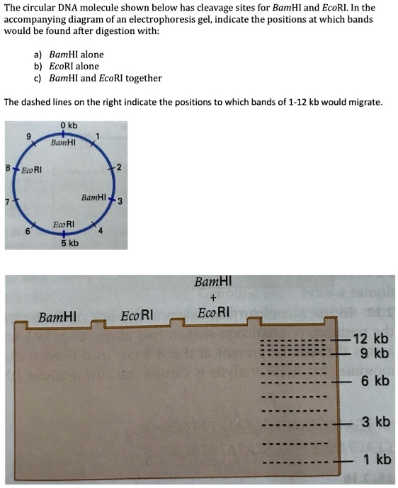 The circular DNA molecule shown below has cleavage sites for BamHI and ...