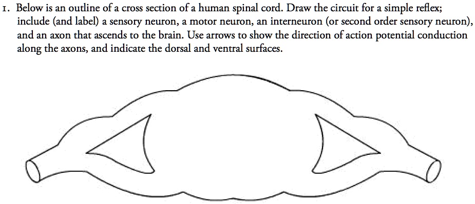 SOLVED: I. Below is an outline of a cross section of a human spinal ...