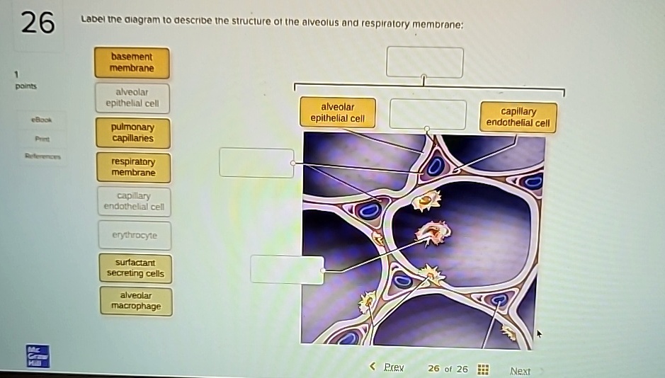 26 Label the diagram to describe the structure of the alveolus and ...