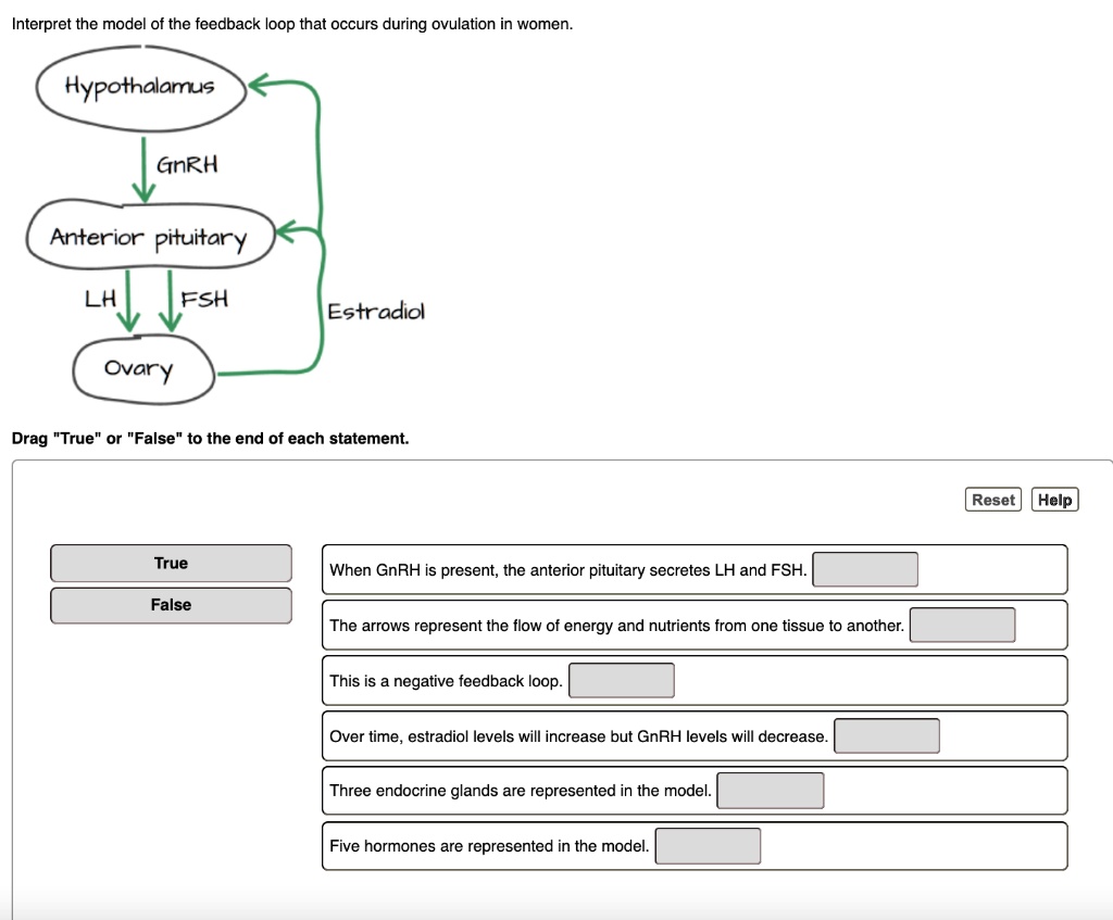 interpret the model of the feedback loop that occurs during ovulation ...