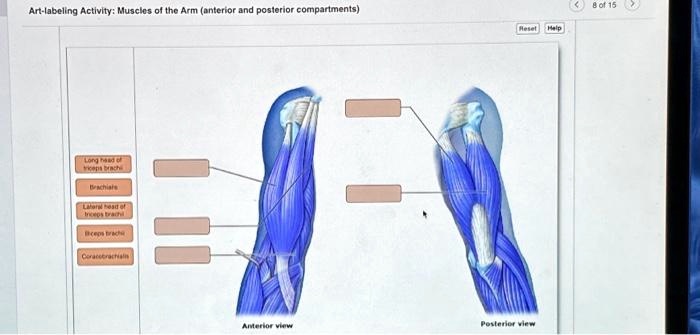 Art-labeling Activity: Muscles of the Arm (anterior and posterior ...