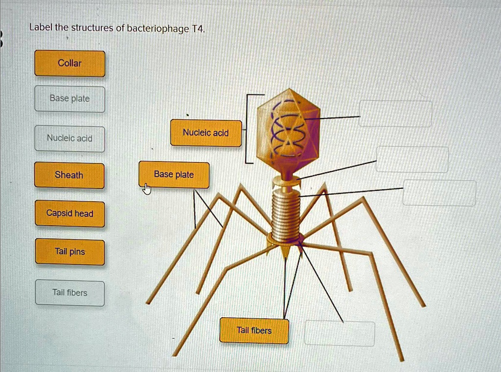 SOLVED: Label the structures of bacteriophage T4. Label the structures ...