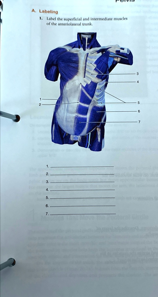 A. Labeling 1. Label the superficial and intermediate muscles of the ...