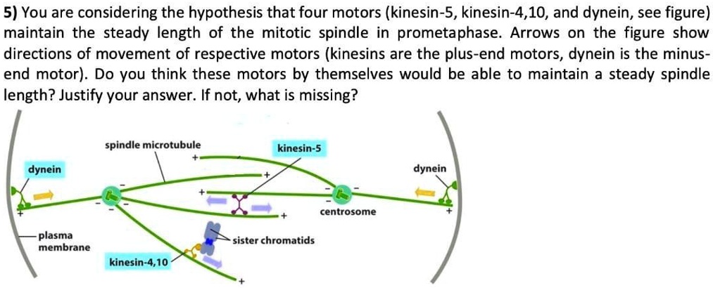 5) You are considering the hypothesis that four motors (kinesin-5 ...