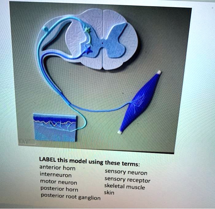 label this model using these terms anterior horn interneuron sensory ...