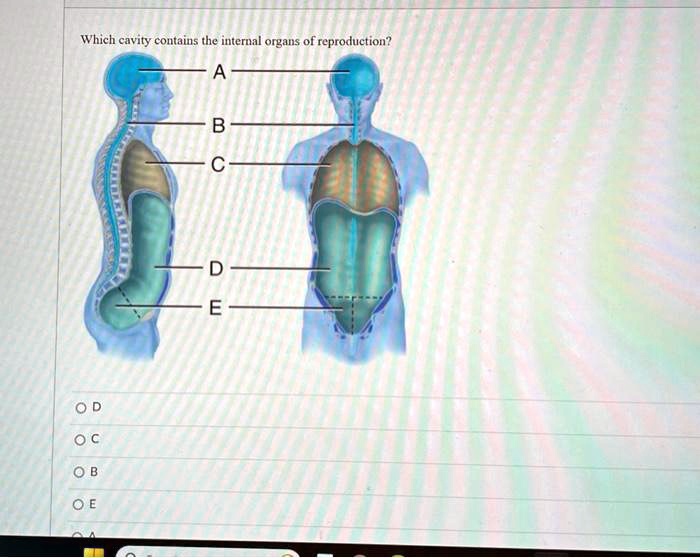 [GET ANSWER] Which cavity contains the internal organs of reproduction ...