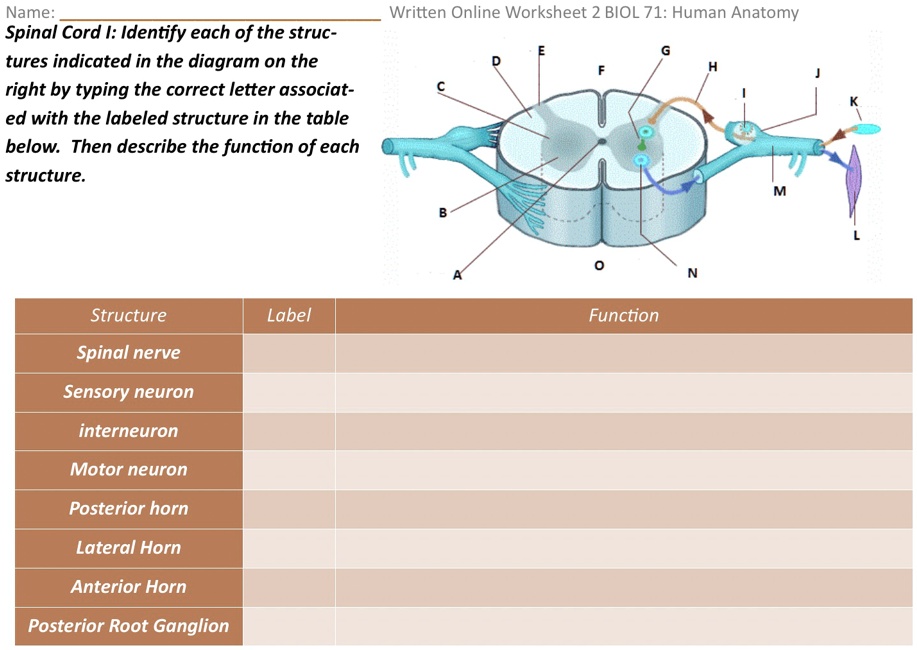 Name: Spinal Cord I: Identify each of the structures indicated in the ...