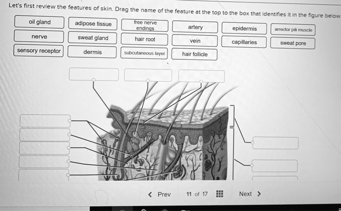 SOLVED: Let's first review the features of skin; Drag " name of the ...