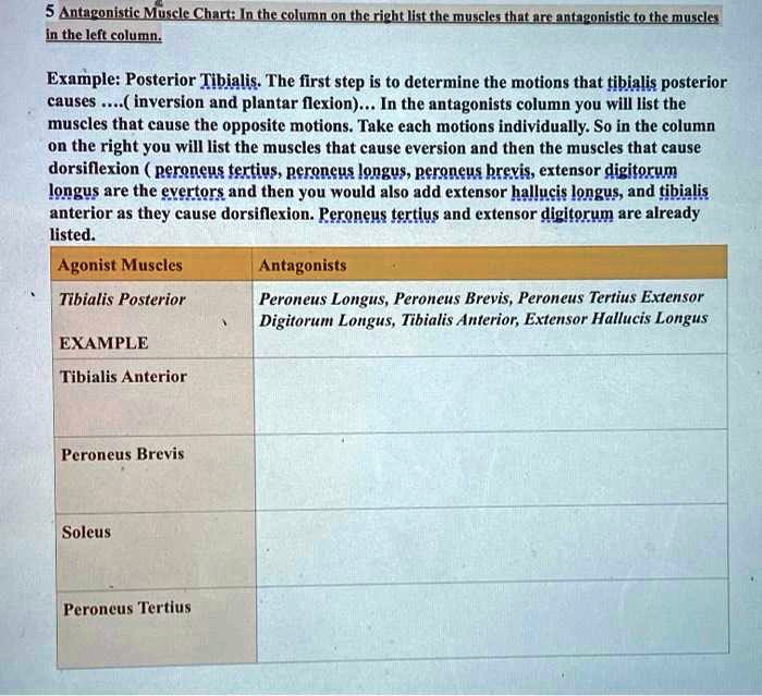 5 Antagonistic Muscle Chart: In the column on the right list the ...