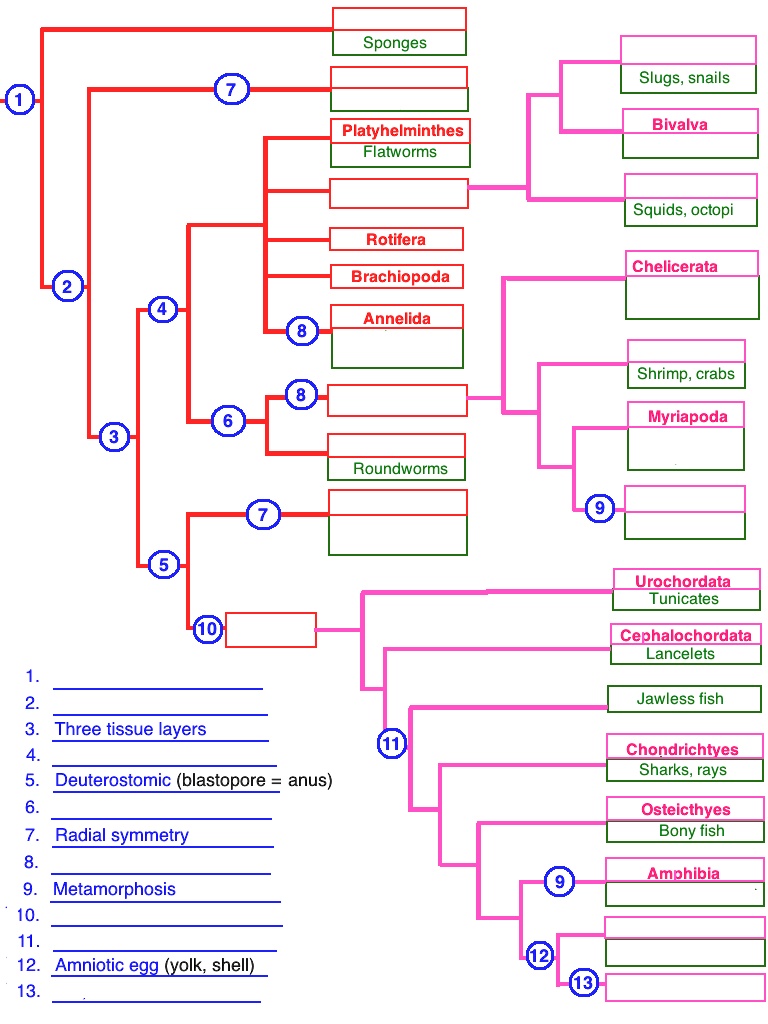 SOLVED:Sponges Slugs, snails Bivalva Platyhelminthes Flatworms Squids ...