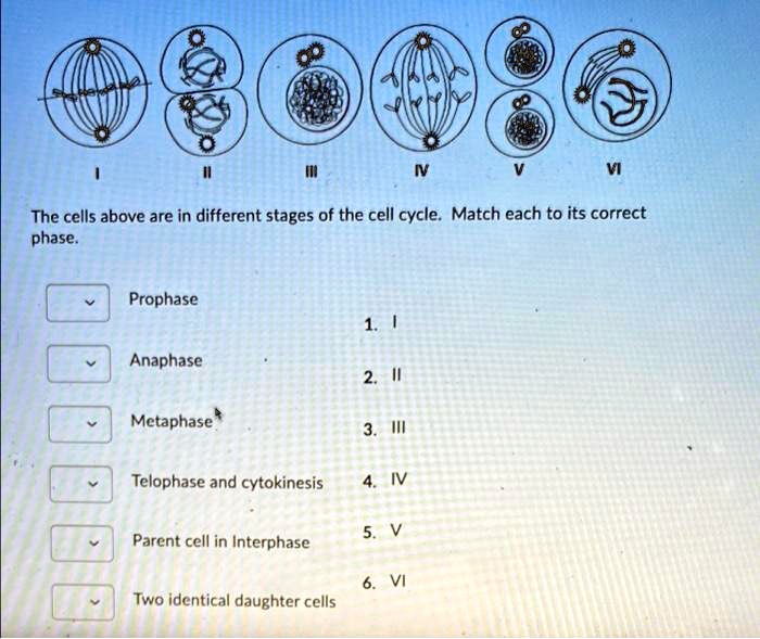 SOLVED: The cells above are in different stages of the cell cycle ...